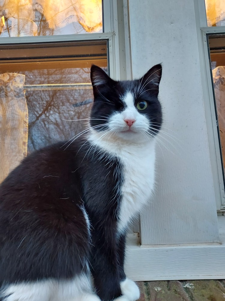 “Fate for a Cat” by Allison Strange – Dr. Parton's Literacy In Place